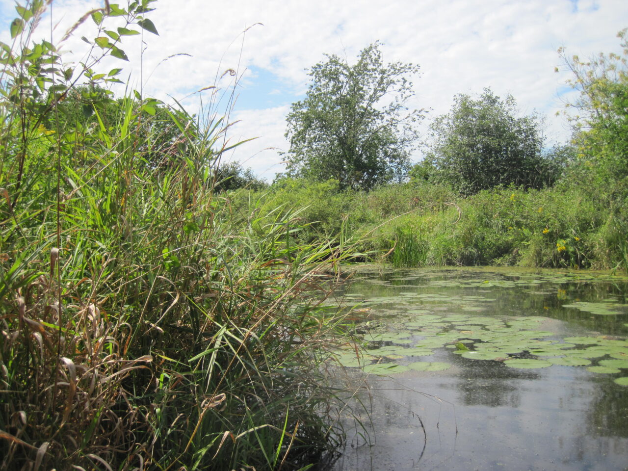 PROTÉGEONS LES MILIEUX HUMIDES EN MONTÉRÉGIE OUEST | Ambioterra